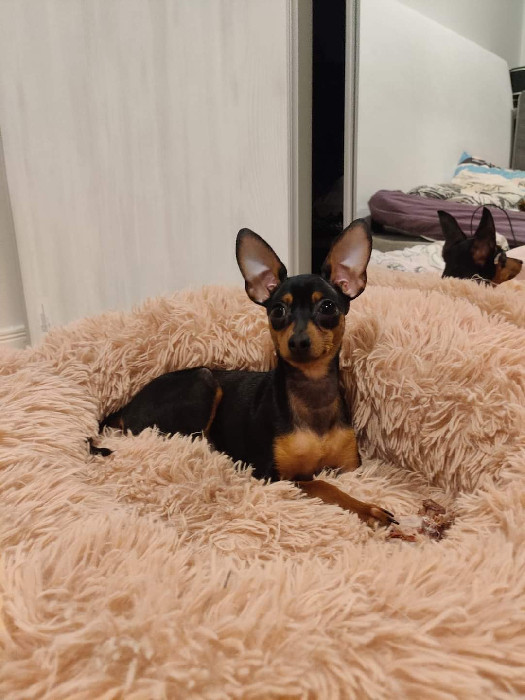 Prague ratter litter 2026 :: BEYOND INFINITY