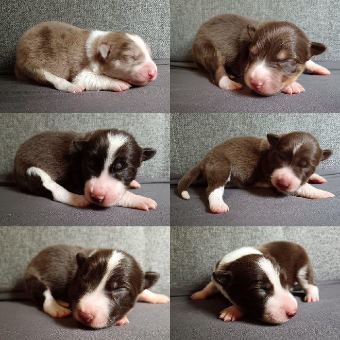 1st litter (Border Collie) :: KENNEL BEYOND INFINITY